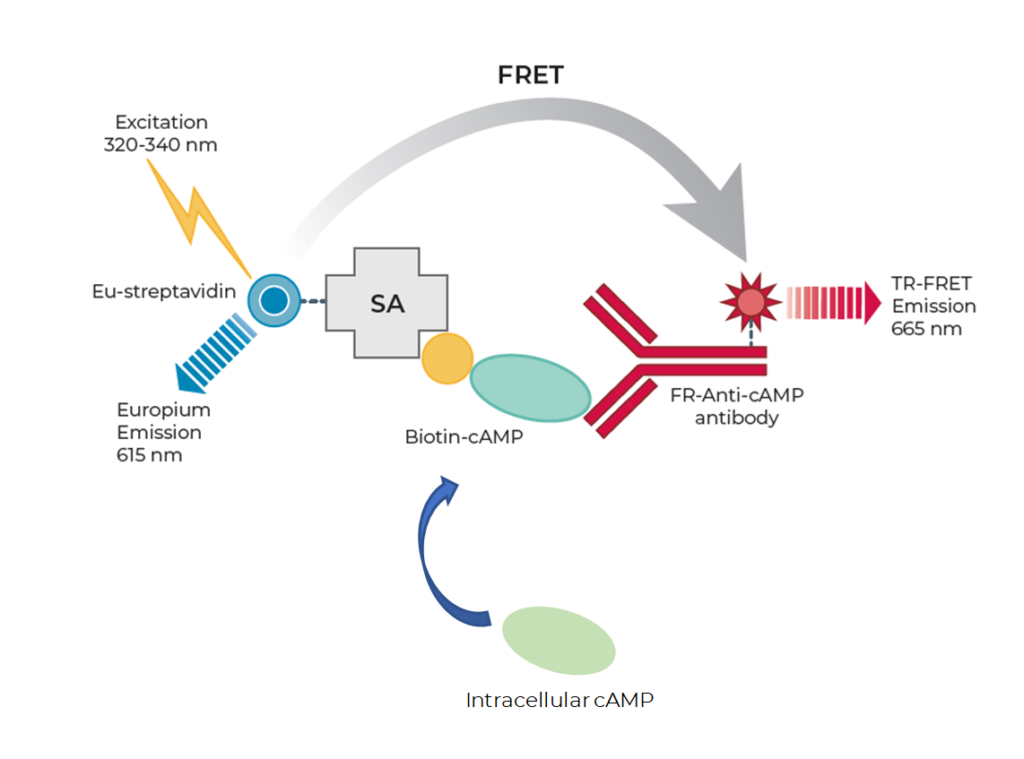 THUNDER cAMP TR-FRET-Assay principle | Bioauxilium